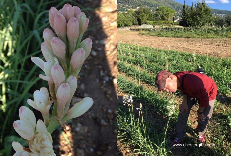 The Sleeping Tuberosa Polyanthus – Pencils & Perfumes 鉛筆と祈りと香水―香りの世界と出会う場所